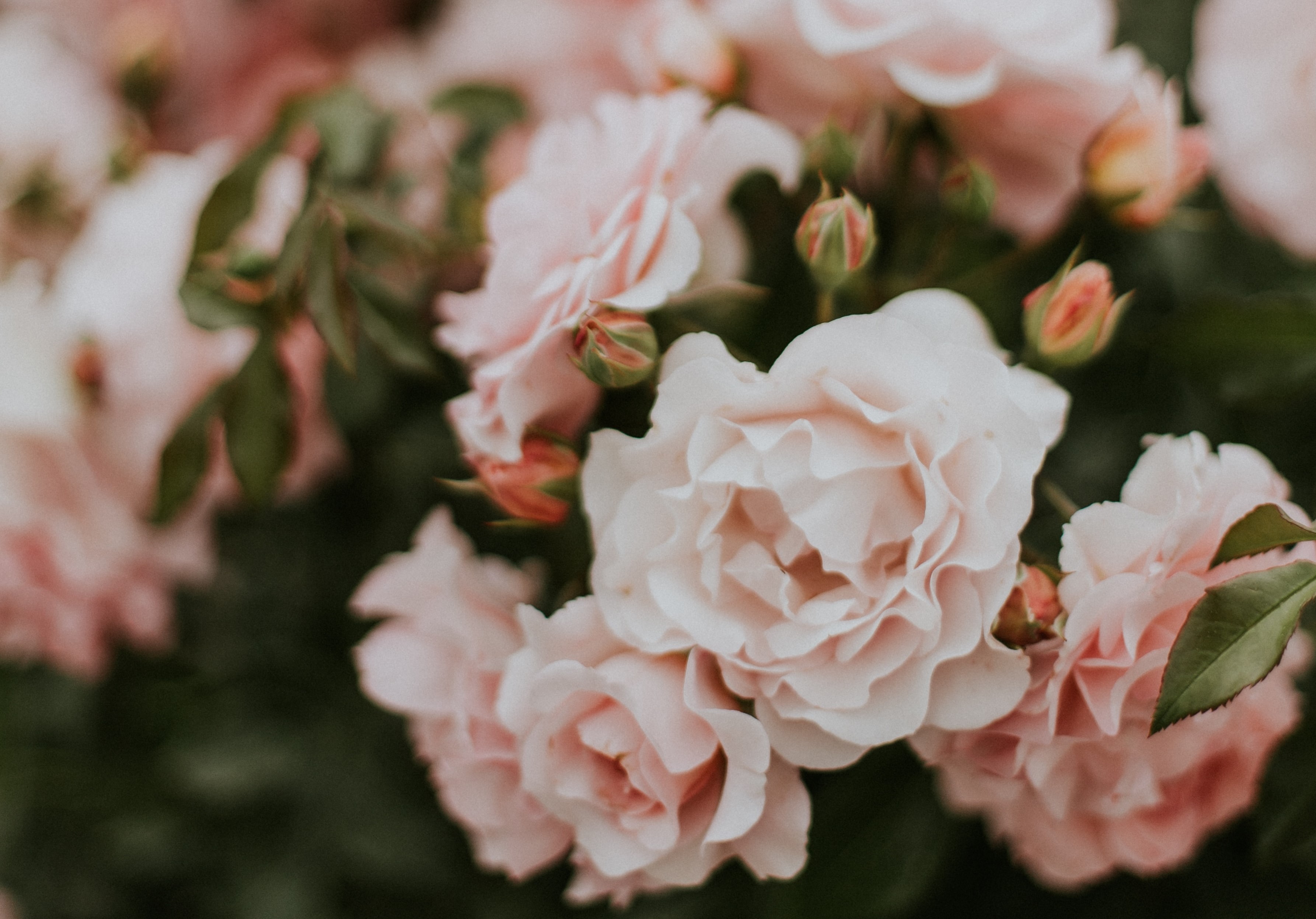 daiga-ellaby-rqcrxsgriuw-unsplash – Amber Jakeman